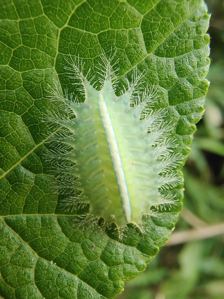Thosea sinensis from Yichun, CN-JX, CN on September 1, 2024 at 04:42 PM ...