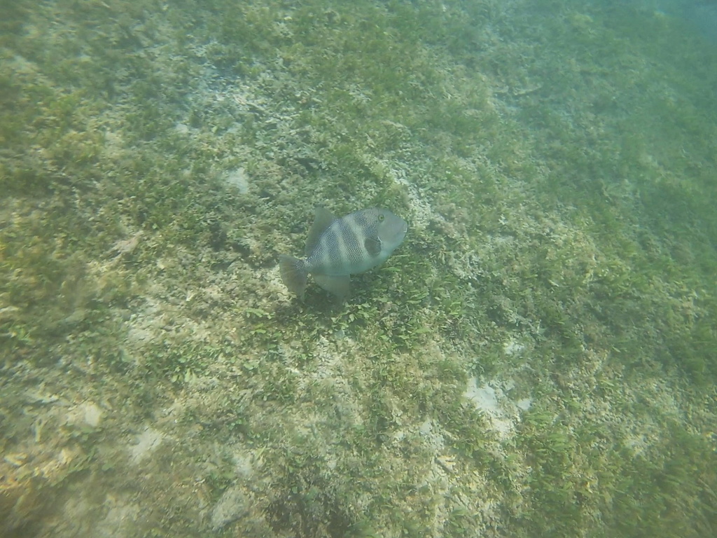 Stone Triggerfish from Pacific Ocean, Chiriqui, PA on August 2, 2024 at ...