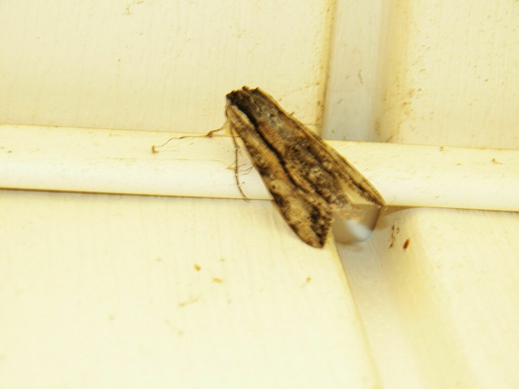 Obscure Sphinx from Barling, AR, USA on August 16, 2024 at 02:54 AM by ...