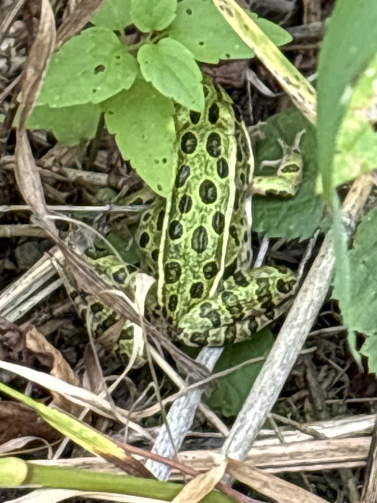 Northern Leopard Frog from Moose Range No. 486, SK, CA on August 25 ...