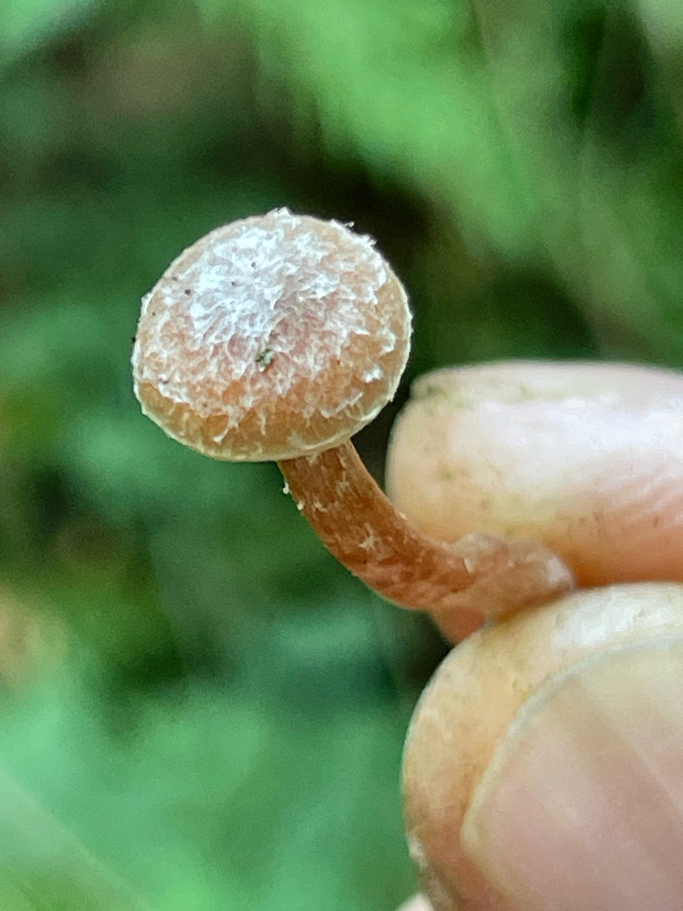 felted twiglet in September 2024 by ym_wang_pnw · iNaturalist