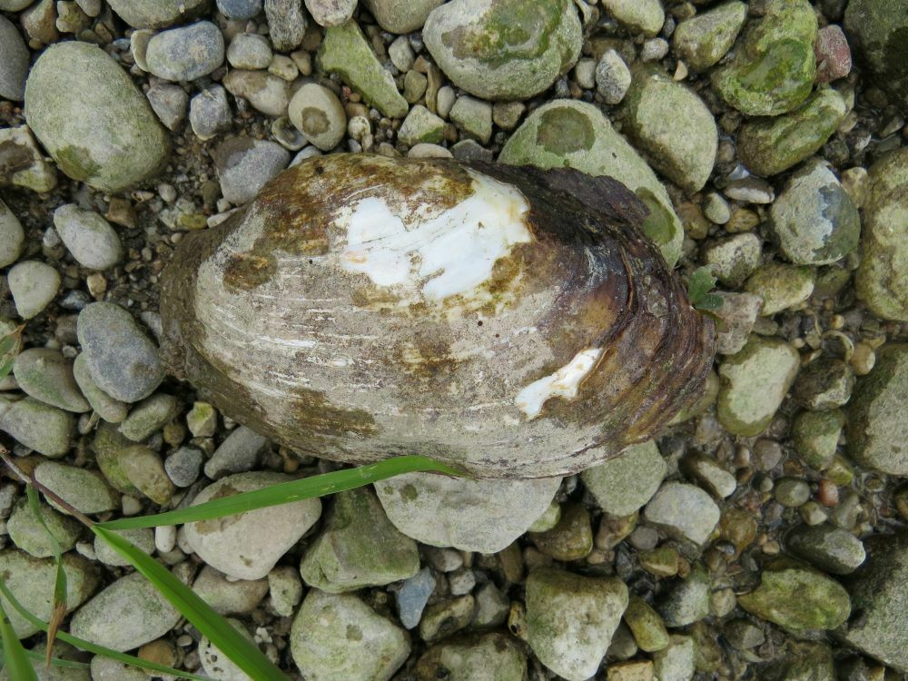 Fatmucket from Nith River, Oxford County, ON, Canada on June 30, 2024 ...