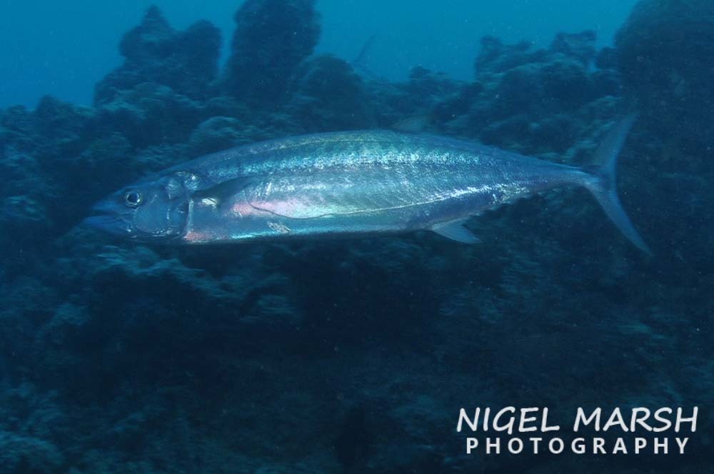 Grammatorcynus bicarinatus (Quoy & Gaimard, 1825)