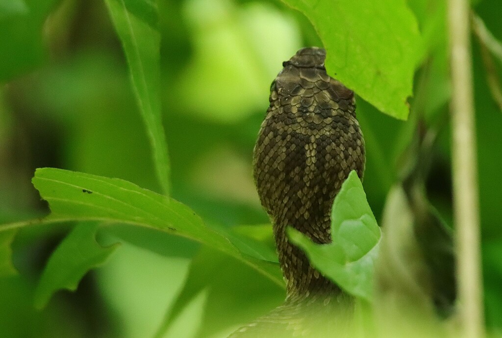 Basilisk Rattlesnake from Atotonilco, 45745 Atotonilco el Bajo, Jal ...