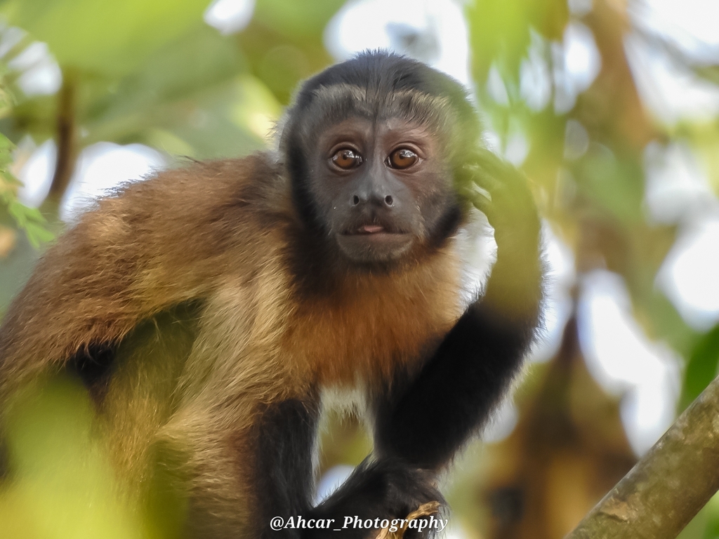 Brown Capuchin from Acacías, Meta, Colombia on August 30, 2024 at 11:01 ...