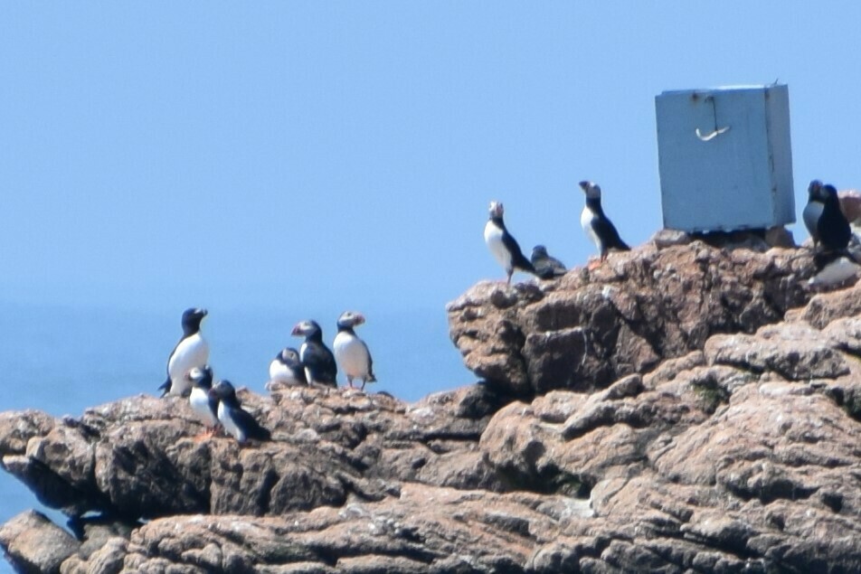 Atlantic Puffin in July 2024 by Matthew Ruzicka · iNaturalist