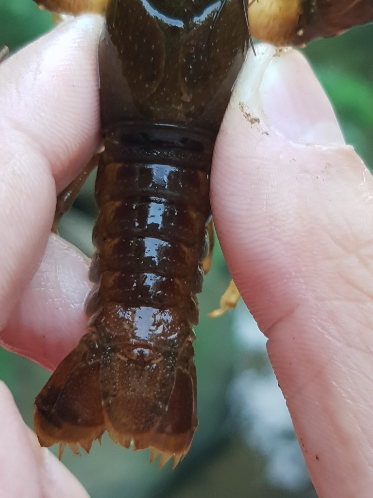 Allegheny Crayfish from Northwest Philadelphia, Philadelphia, PA, USA ...