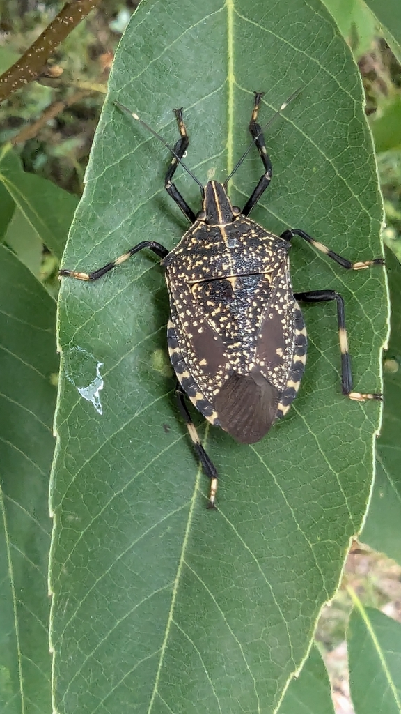 Yellow-spotted Stink Bug from 1091 Oroshimochō, Kusatsu, Shiga 525-0001 ...