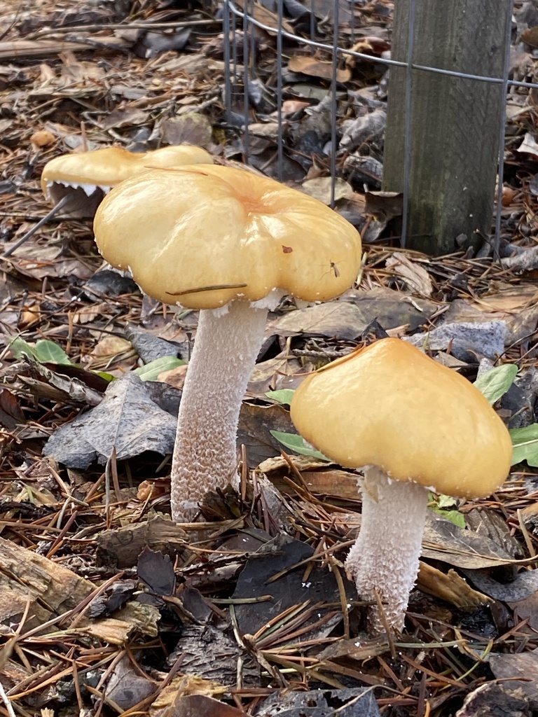 Questionable Stropharia from 111th Ave NE, Kirkland, WA, US on December ...