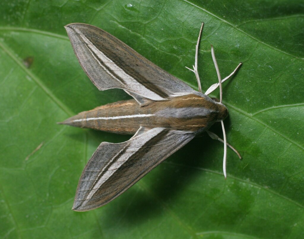 Theretra margarita from Kununurra WA 6743, Australia on December 22 ...