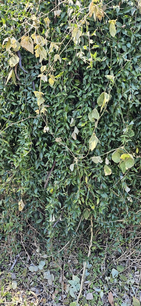 Catclaw vine in August 2024 by AVanek_ECP · iNaturalist
