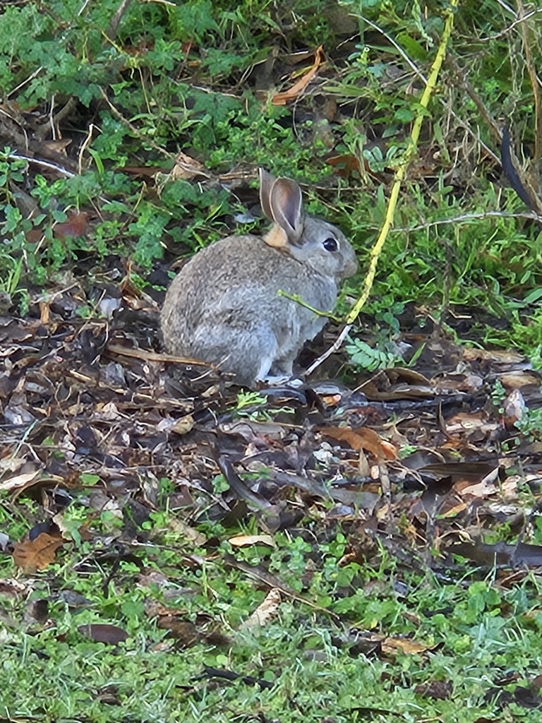Wild European rabbit on July 26, 2024 at 09:56 AM by trexisoverrated ...