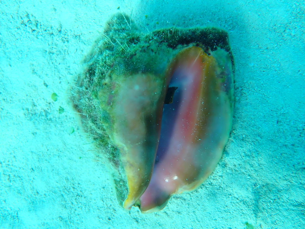 Queen Conch from North Atlantic Ocean, Bermuda, BM on August 31, 2024 ...