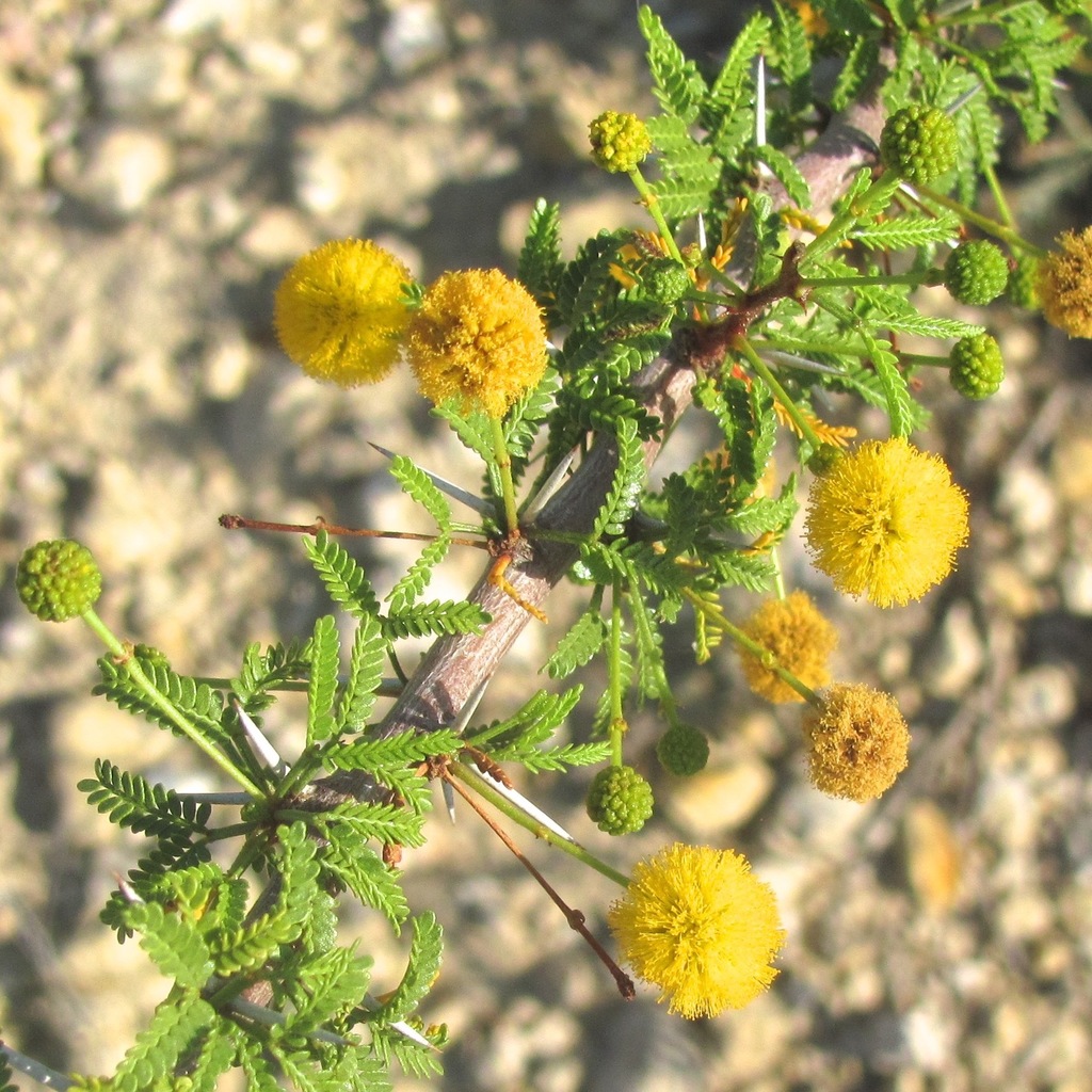 Viscid acacia (Flowering Plants of the Trans-Pecos of Texas) · iNaturalist