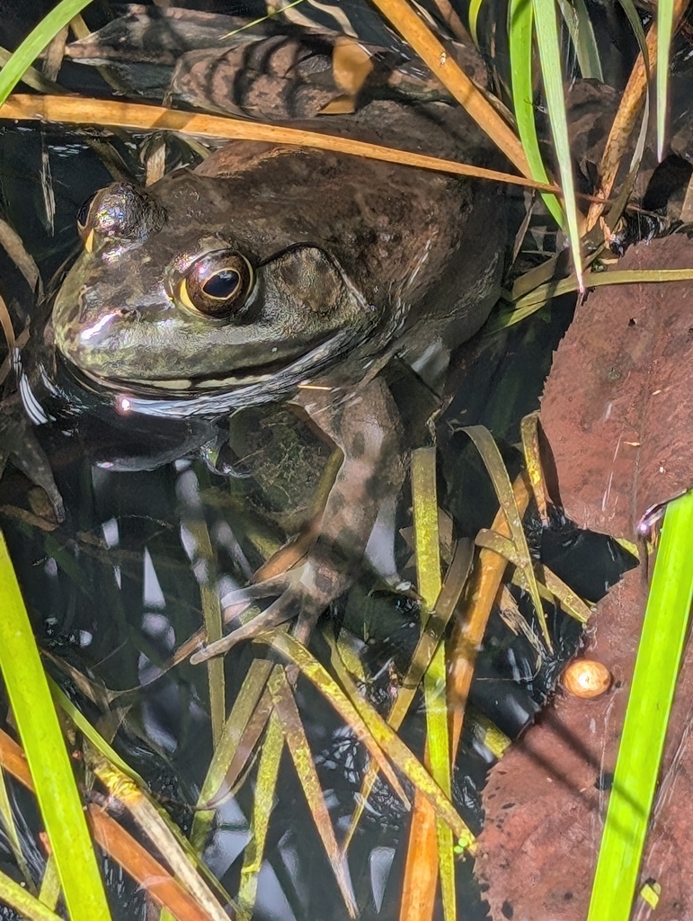 American Bullfrog from Japan, 〒616-8385 Kyoto, Ukyo Ward, Sagatenryūji ...