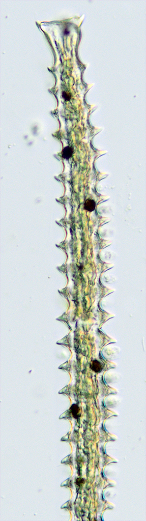 Triploceras gracile from K'gari QLD 4581, Australia on December 16 ...
