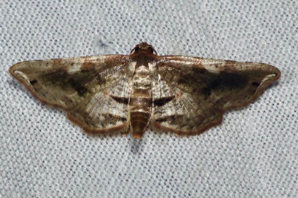 Window-winged Moths from Maleo Center, North Sulawesi, Indonesia on ...