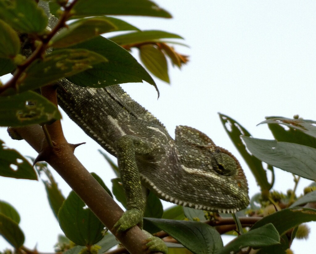 Indian Chameleon from JFP3+GHJ, Rishi Valley, Andhra Pradesh 517352 ...
