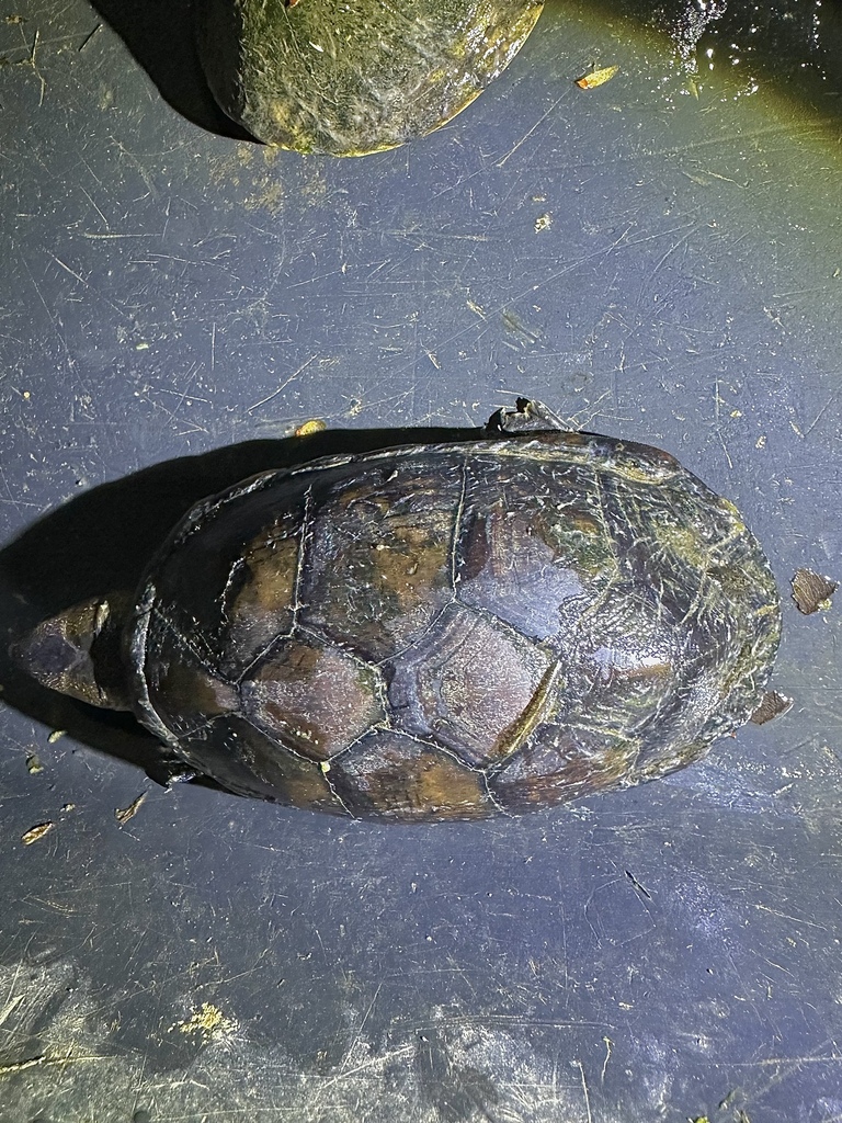 Smooth Turtle Leech from Toledo, BZ on July 10, 2024 at 09:23 PM by Jay ...