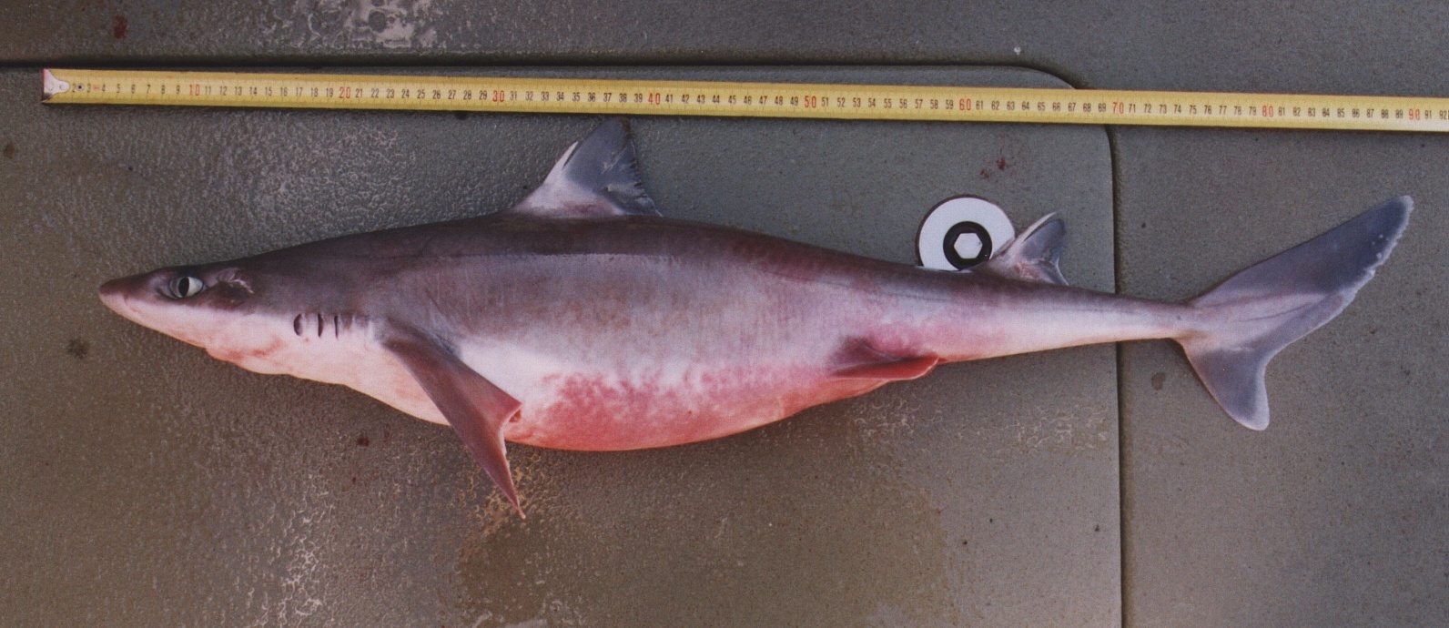 Squalus griffini Phillipps, 1931