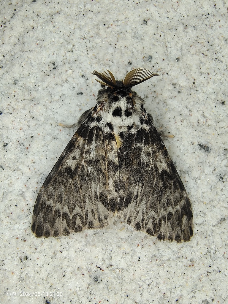 Pink Lymantria Moth from Chuxiong Yi, Yunnan, China on August 13, 2024 ...