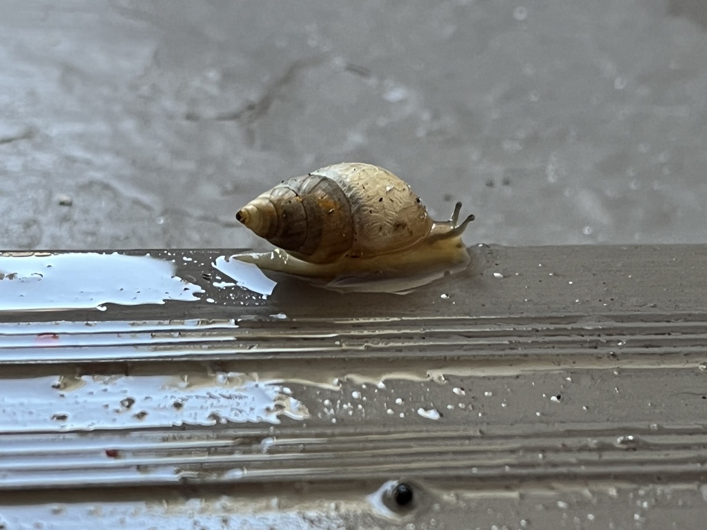 Bulimulus from 101st Way N, Largo, FL, US on September 1, 2024 at 05:15 ...