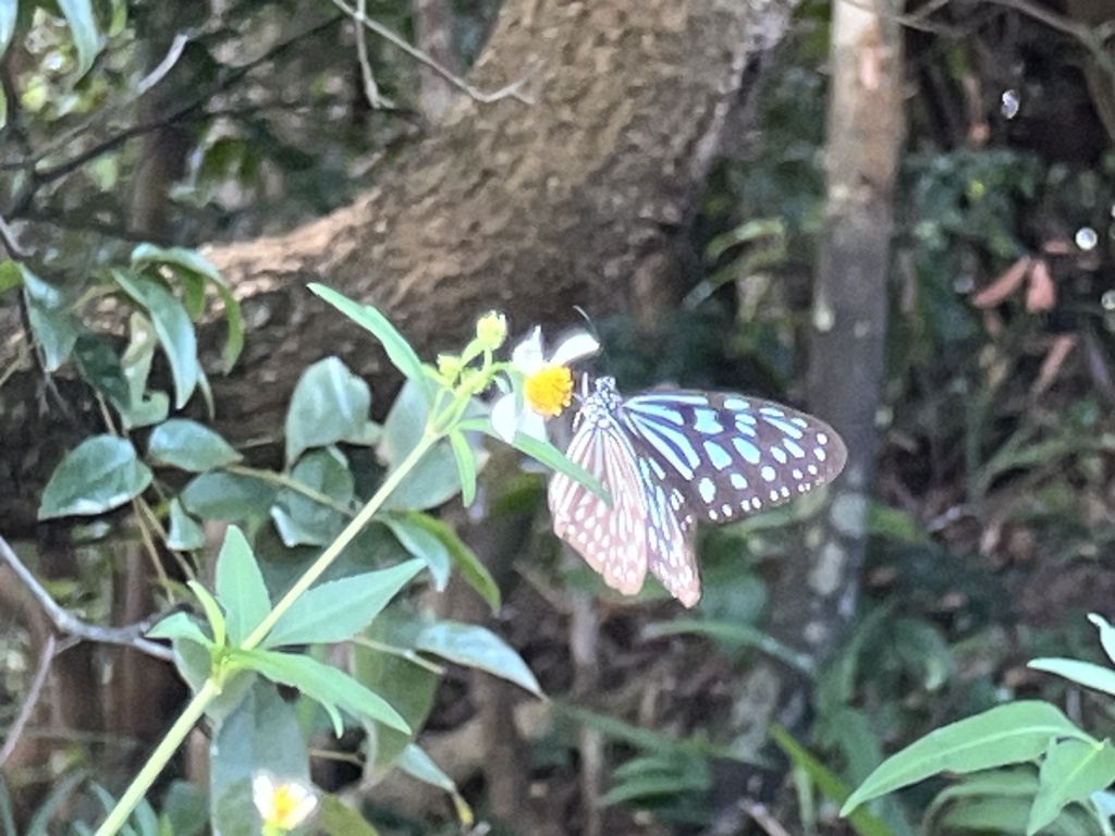 Ceylon Blue Glassy Tiger from Hong Kong Island, The Peak, Hong Kong ...