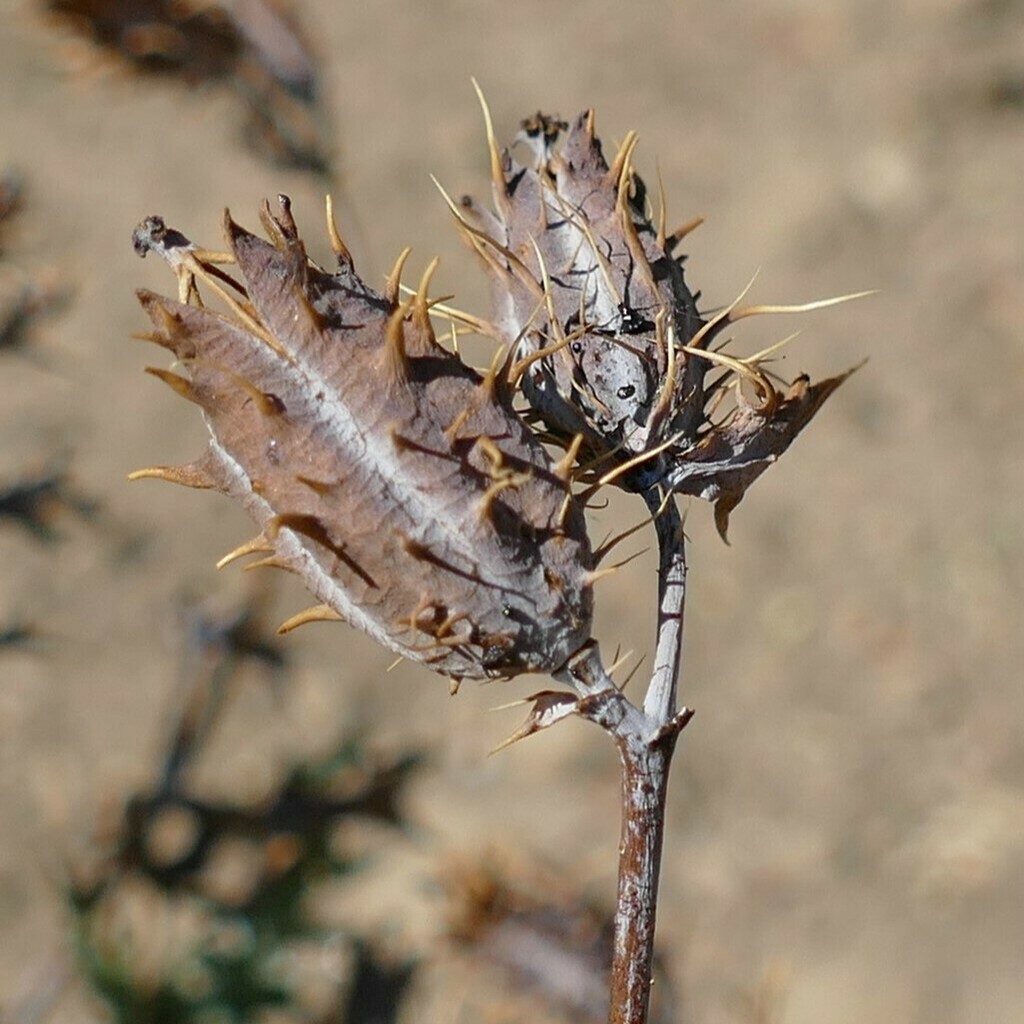 Mexican Poppy from Kuiseb river, Hardap, Namibia on March 21, 2019 at ...