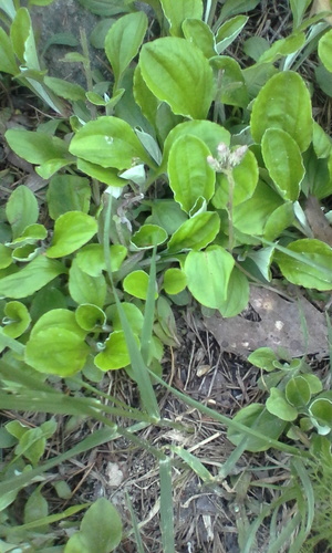 Smooth Parlin's Pussytoes (Subspecies Antennaria parlinii parlinii ...