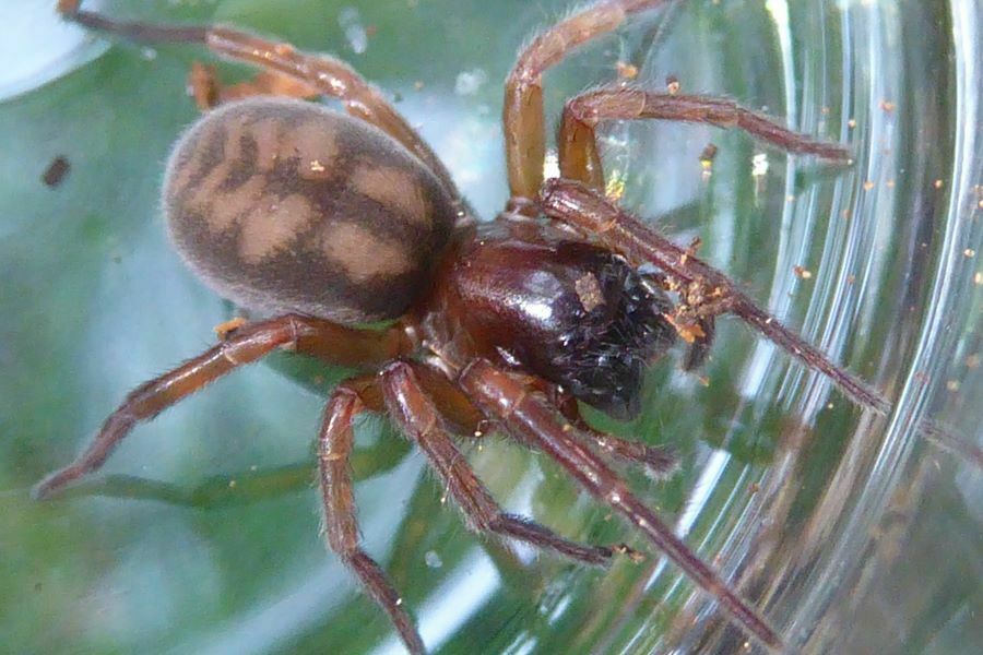 Callobius claustrarius from 94252 Bayerisch Eisenstein, Deutschland on ...