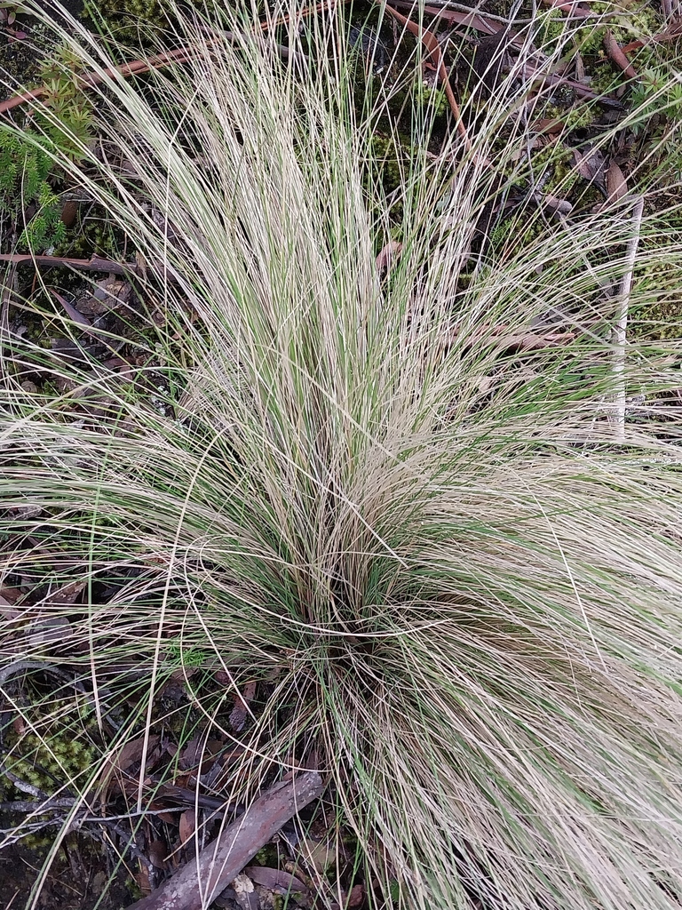 common tussock grass from Wellington Park TAS 7054, Australia on August ...