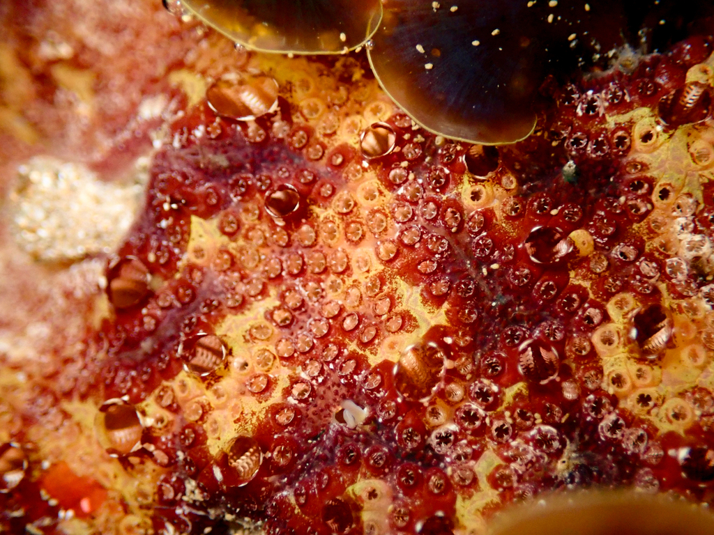 Botrylloides giganteus from Toowoon Bay NSW, Australia on September 1 ...