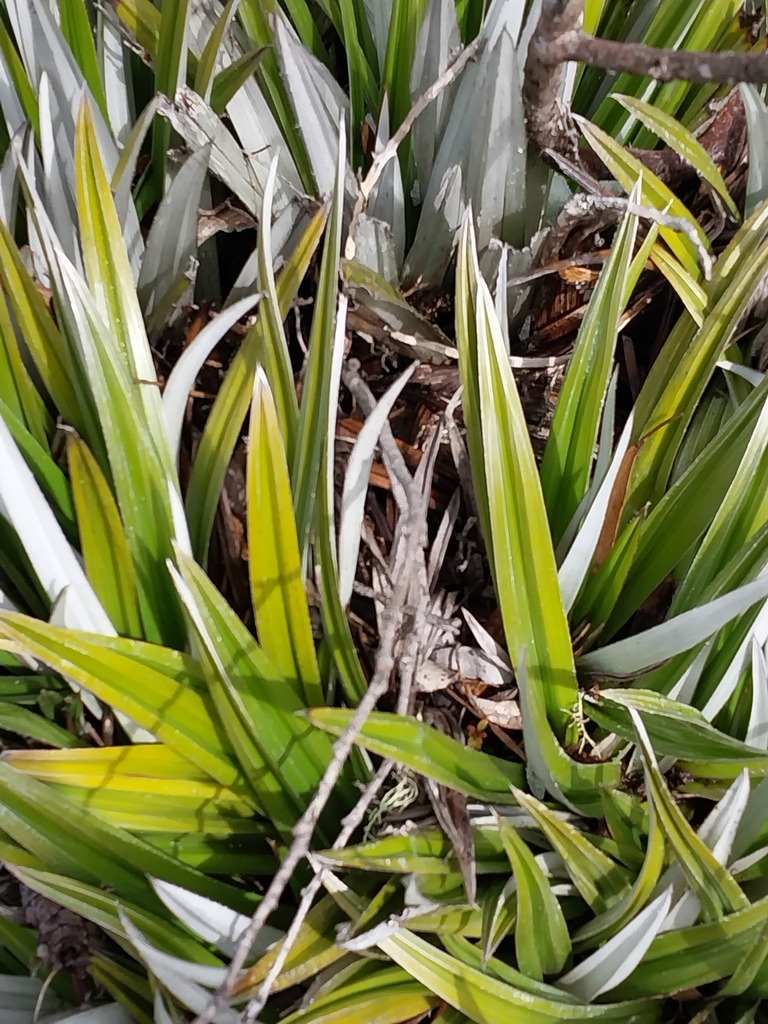 Pineapple Grass from Wellington Park TAS 7054, Australia on August 31 ...