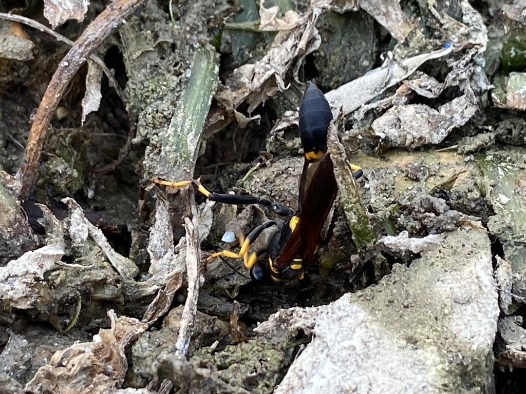 Yellow-legged Mud-dauber Wasp from Lake Skadar, Virpazar, Centralregion ...