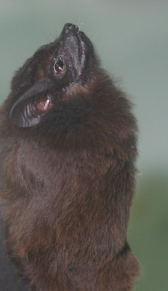 chestnut sac-winged bat (Costa Rica Mammals) · iNaturalist