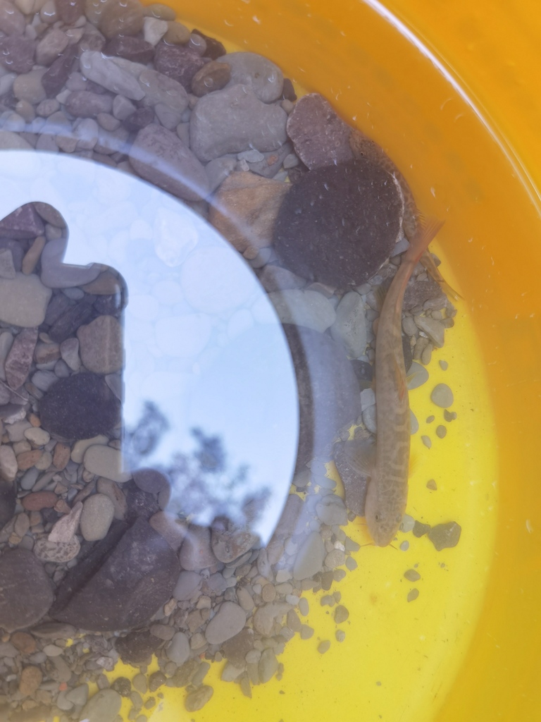 Homatula from 中国重庆市南川区金佛山 on August 25, 2024 at 04:34 PM by amicius ...