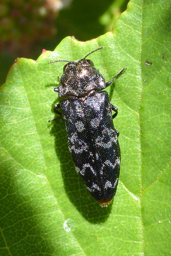 Genus Coroebus · iNaturalist