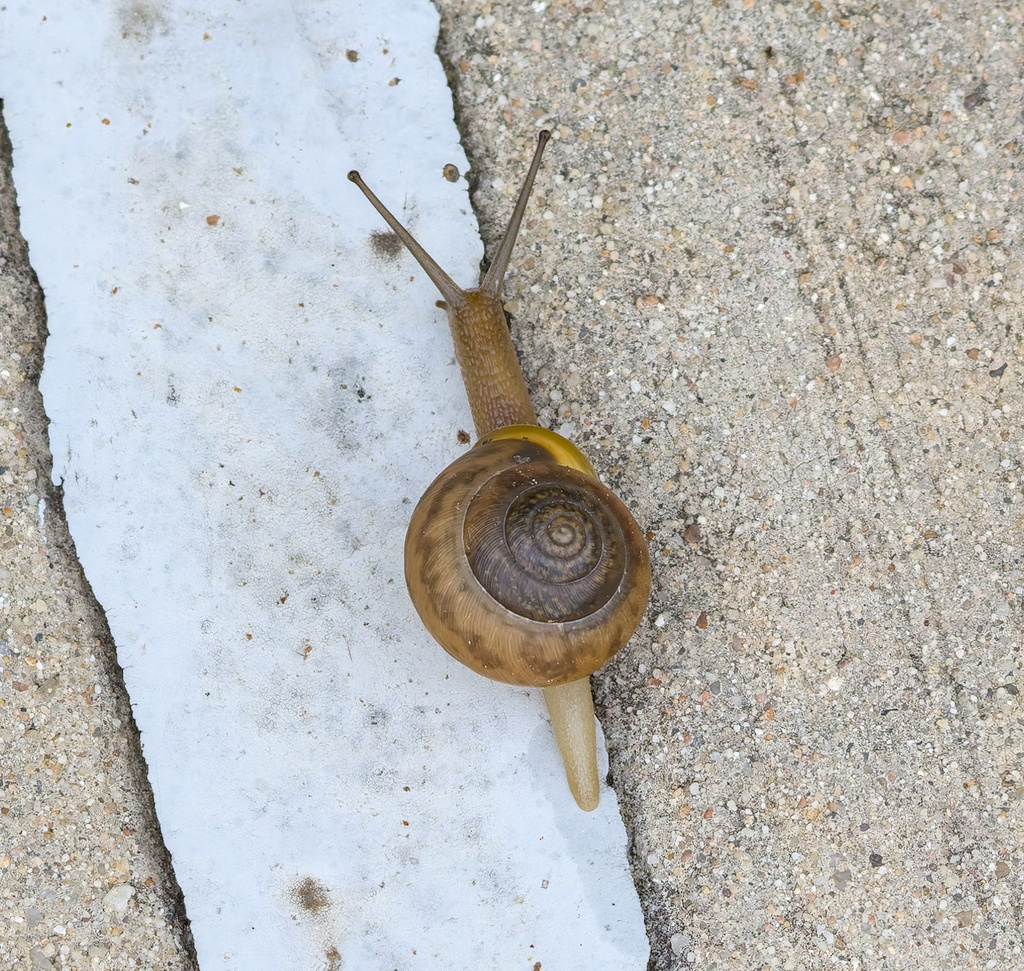 White-lip Globe Snail from Brazoria County, TX, USA on September 1 ...