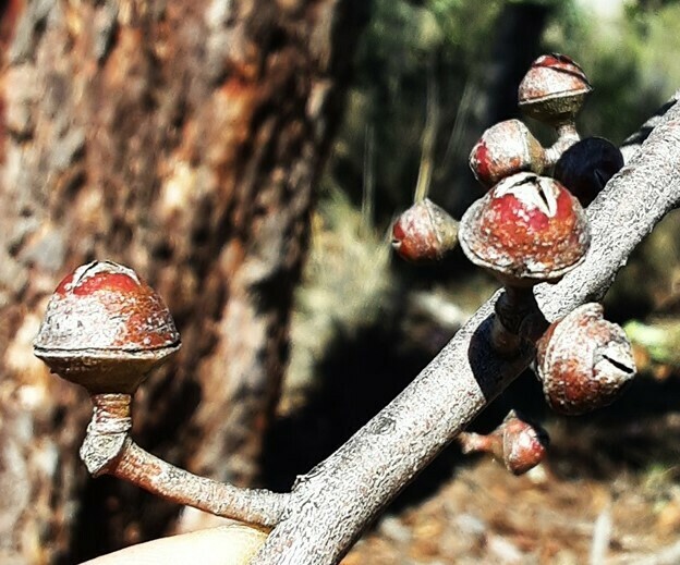 Red Stringybark from Ilford NSW 2850, Australia on September 1, 2024 at ...