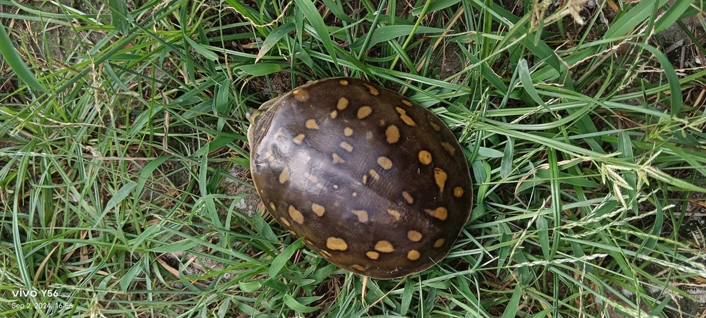 Indian Flapshell Turtle from 4896+Q6F, Gorari, Bihar 802214, India on ...
