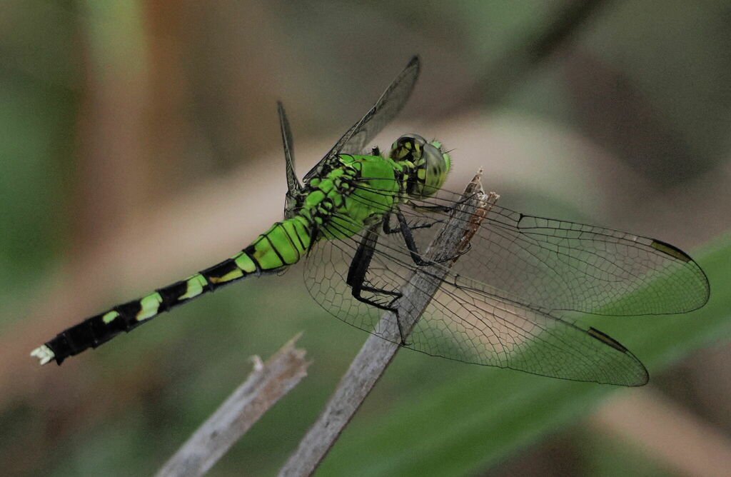 Eastern Pondhawk from Boone County, IN, USA on September 1, 2024 at 01: ...