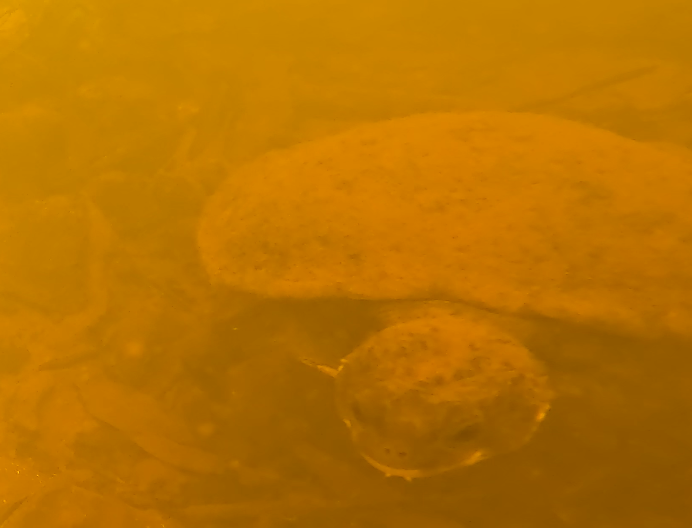 Irwin's Snapping Turtle in September 2024 by Alastair Freeman. Still ...