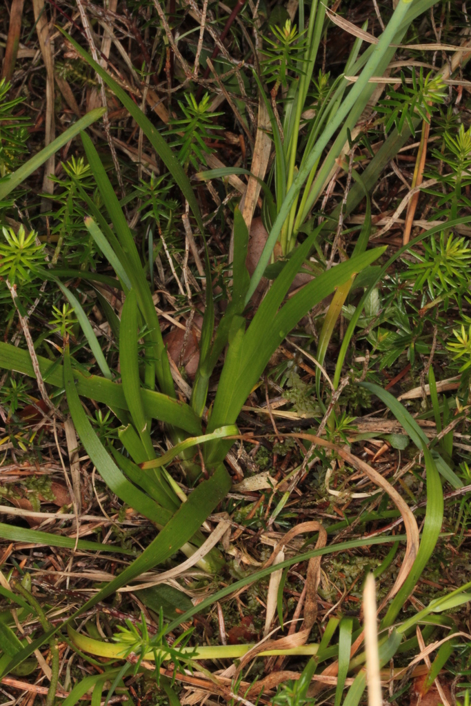 False Asphodel (Tofieldia calyculata) - Botanical Realm