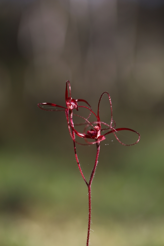Blood spider orchid in September 2024 by Ericbrereton · iNaturalist