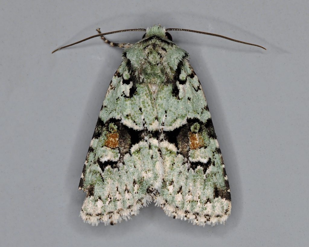 Implicit Arches from Salem, NH 03079, USA on September 2, 2024 at 05:32 AM by Donald Marotte ...