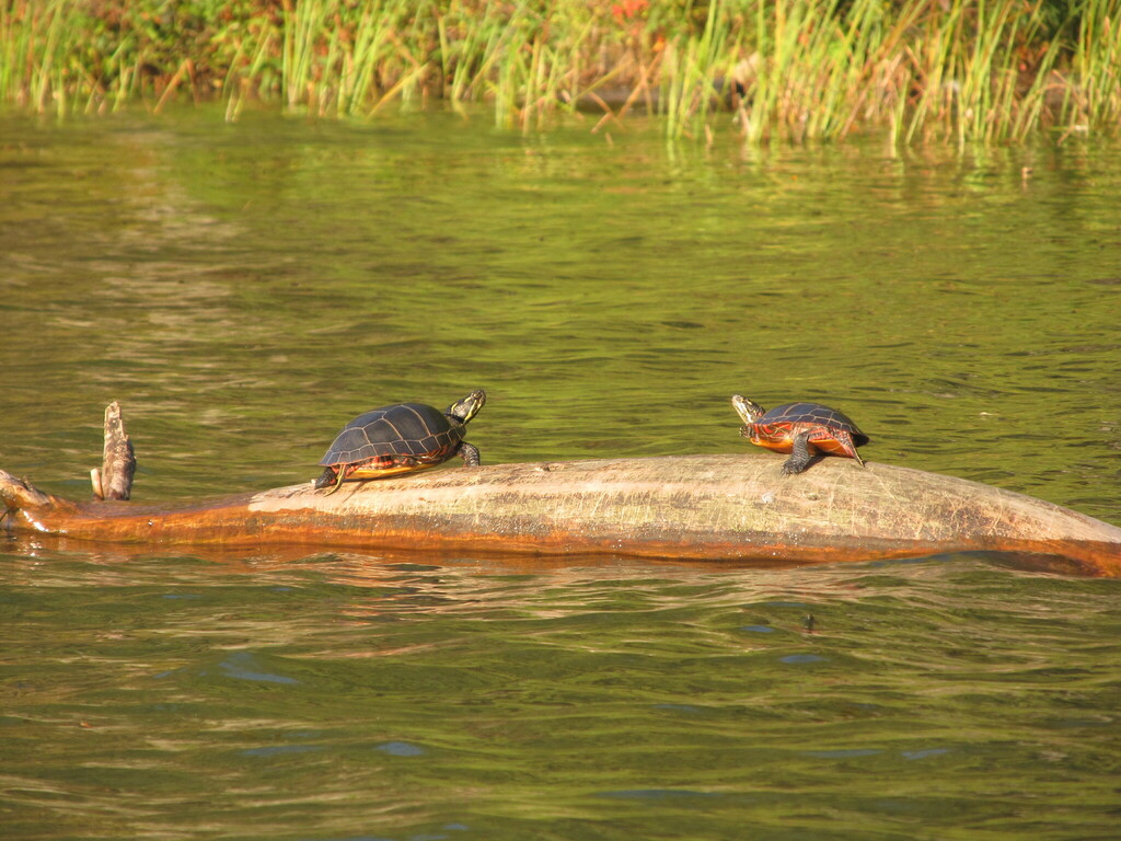 Painted Turtle from Colchester Pond, Colchester, VT 05446, USA on ...