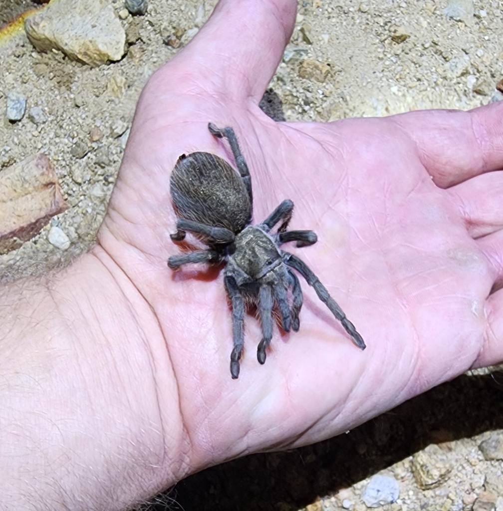 Tucson Bronze Tarantula from Sahuarita, AZ 85629, USA on September 1 ...