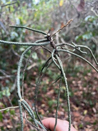 Microcoelia megalorrhiza · iNaturalist United Kingdom
