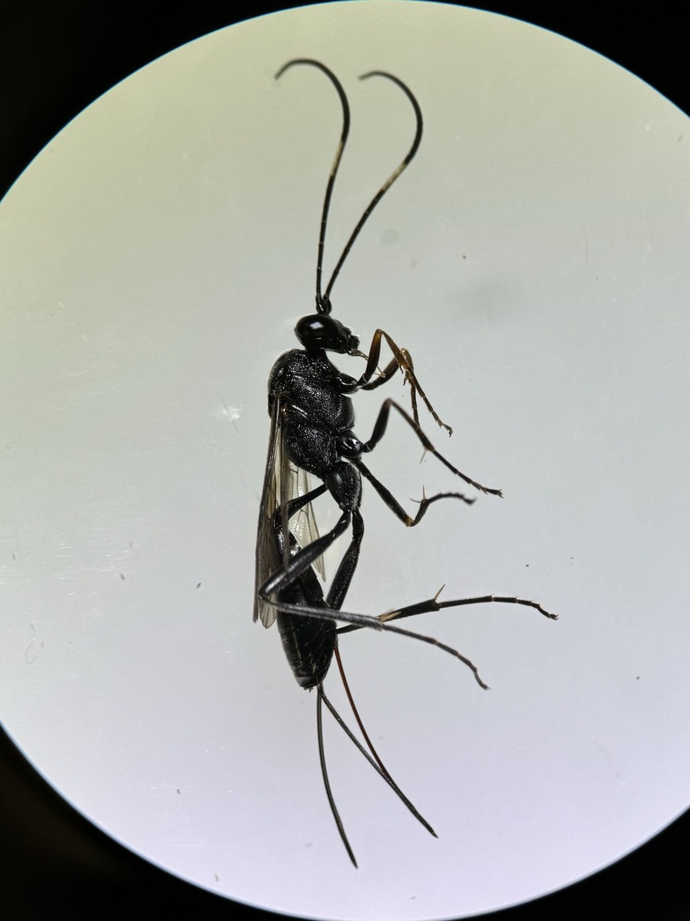 Ichneumonid Wasps from Sugadaira Kogen Snow Resort Taro Area, Ueda ...