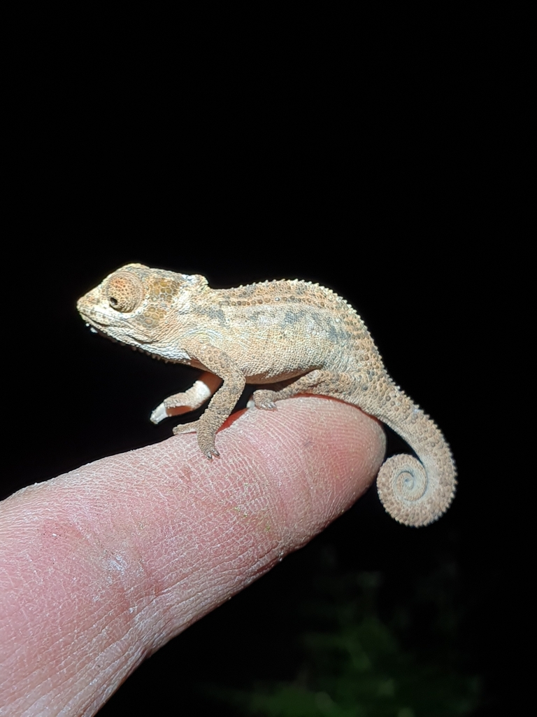 Grootvadersbosch Dwarf Chameleon in August 2024 by Courtney Hundermark ...